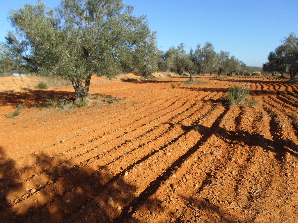 acheter terrain - Le plus grand espace immobilier en Algérie